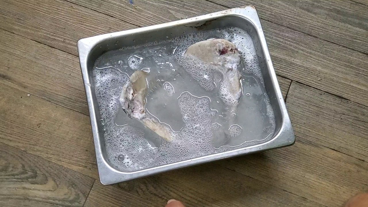 Next step in shark Jaw cleaning white how to and what it looks like ...