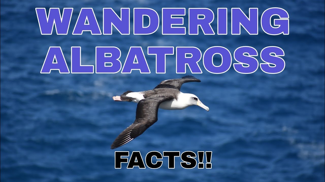 Wandering Albatross facts #albatross #wandering - YouTube