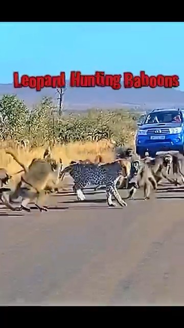 Leopard Hunting Baboons #trending #wildlife #shortsfeed #shortsviral # ...
