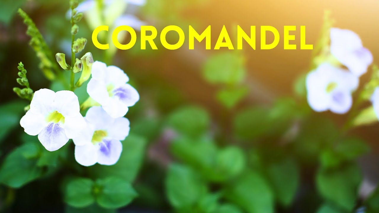 Coromandel, Uma planta de fácil cultivo e crescimento primoroso! - YouTube