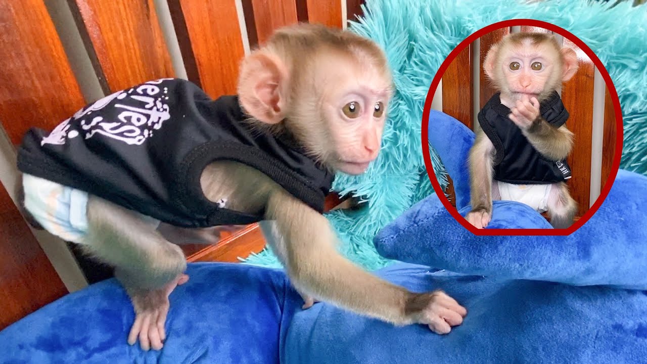 Wow !! Cuties Monkey GG Riding Dolphins - YouTube