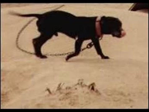 THE ELI DOGS FUNDATION, BOUDREAUX' ELI - THE LEGEND - YouTube