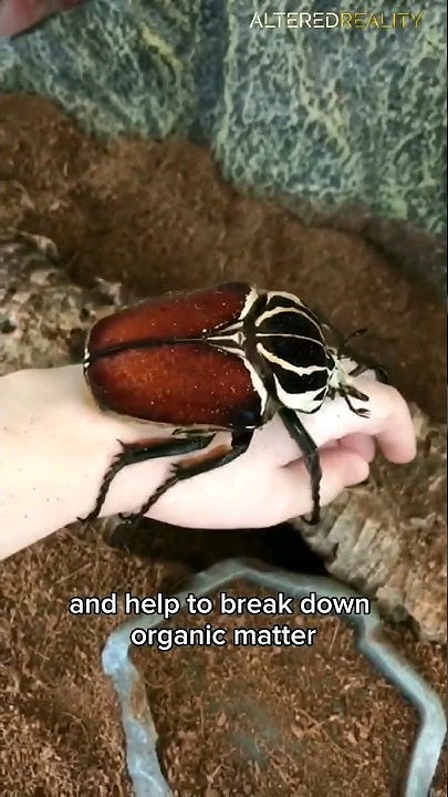Goliath Beetle - The World's Largest Beetle. - YouTube