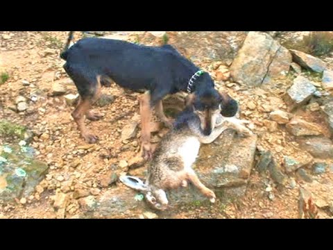 ΚΥΝΗΓΙ ΛΑΓΟΥ είπαμε... μόνο έτσι! - YouTube