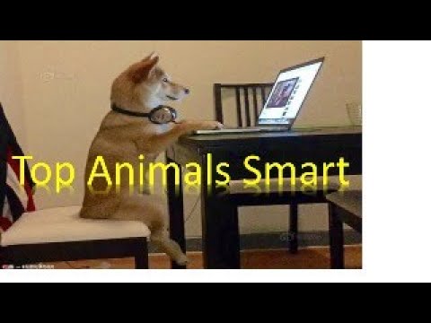 Top Animals Smart and "Understand". - YouTube