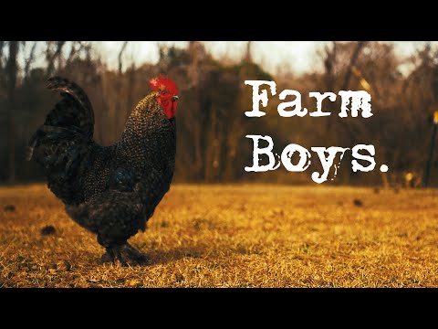 FARM BOYS. | Short Film | Cinema King Productions