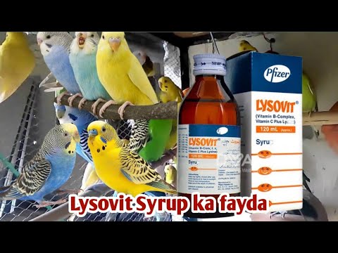 Lysovit Syrup se Birds k Fayde | Budgies parrot breeding formula ...
