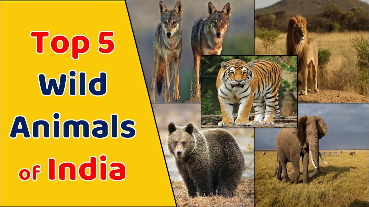 Top 5 Wild Animals of India | Wildlife animals of India | Wild Animals ...