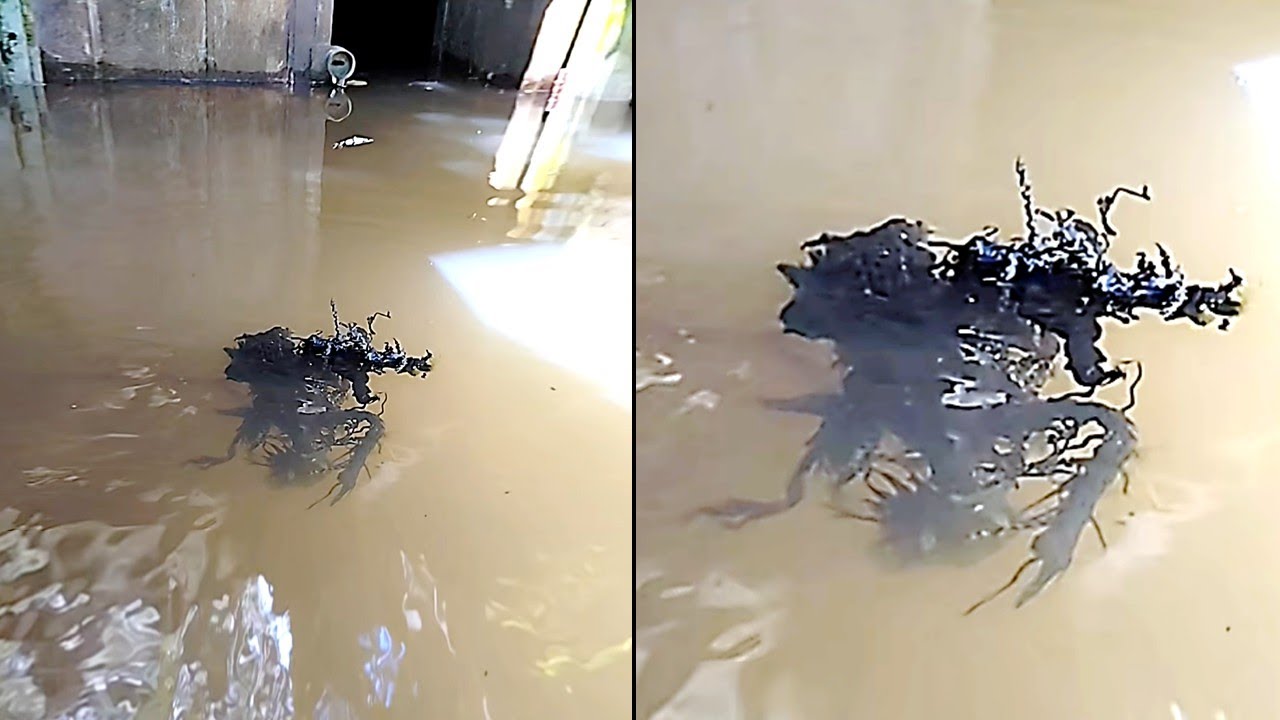 Man Gives Chilling Update On The Alien Entity In Panama "It's Still ...