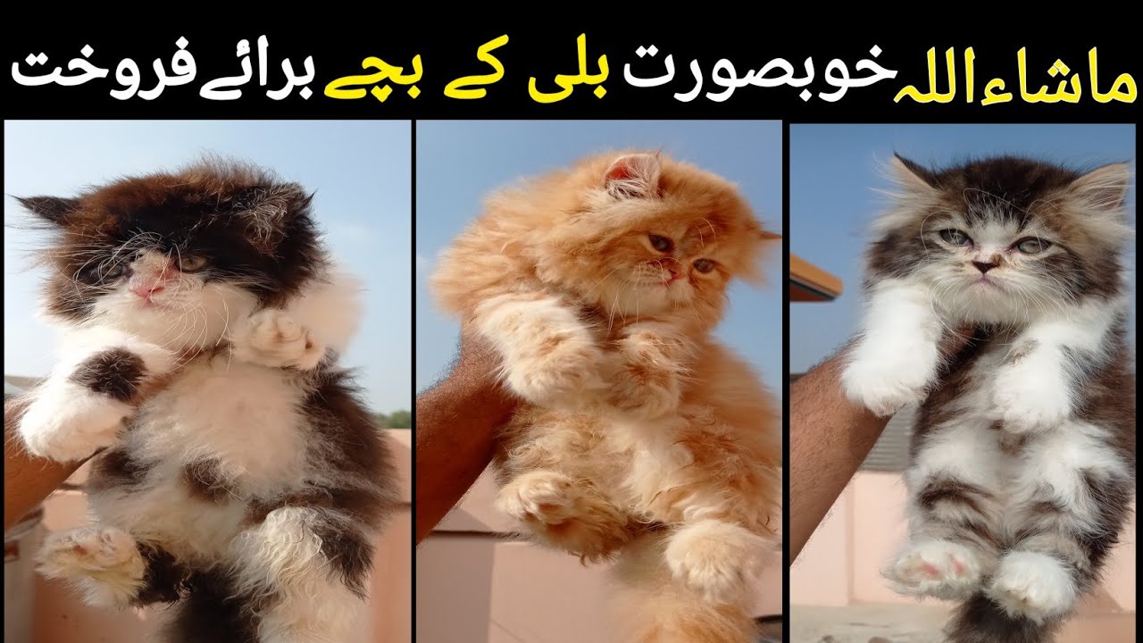 Persian kittens for sale || kittens for sale in Pakistan || kittens for ...
