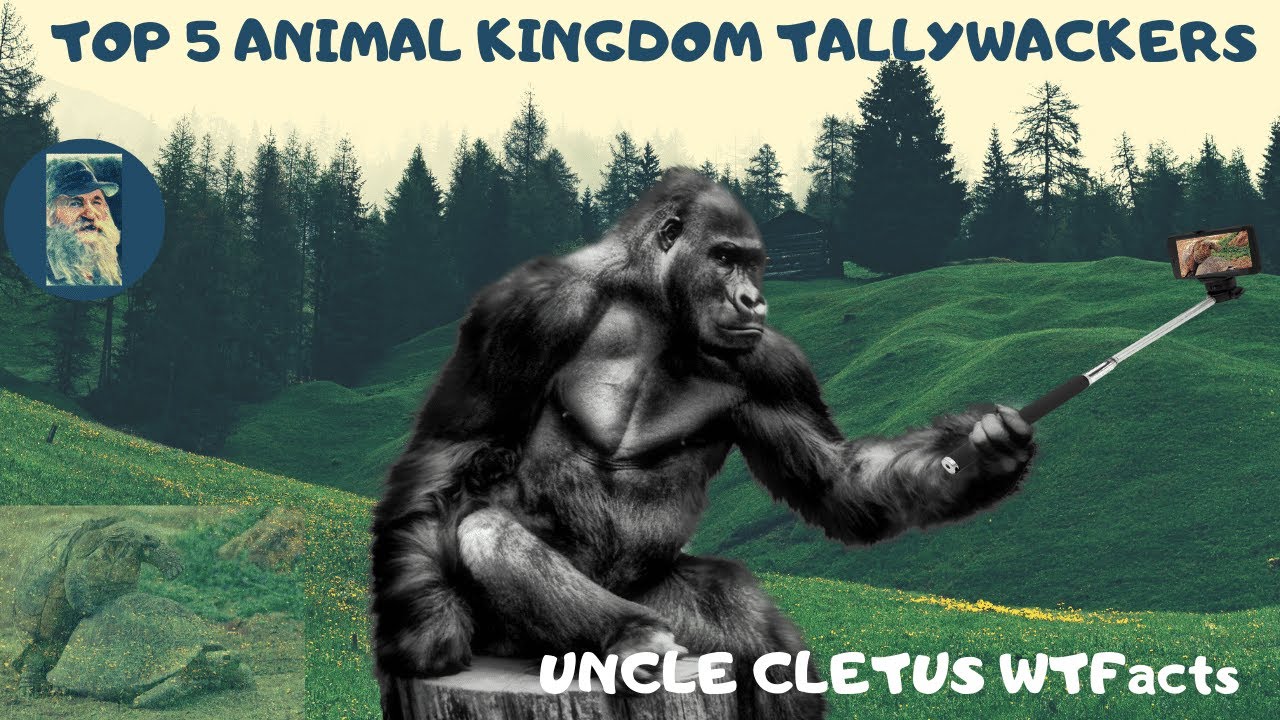 Top 5 Animal Kingdom Tallywackers - Uncle Cletus WTFacts S1E1 - YouTube