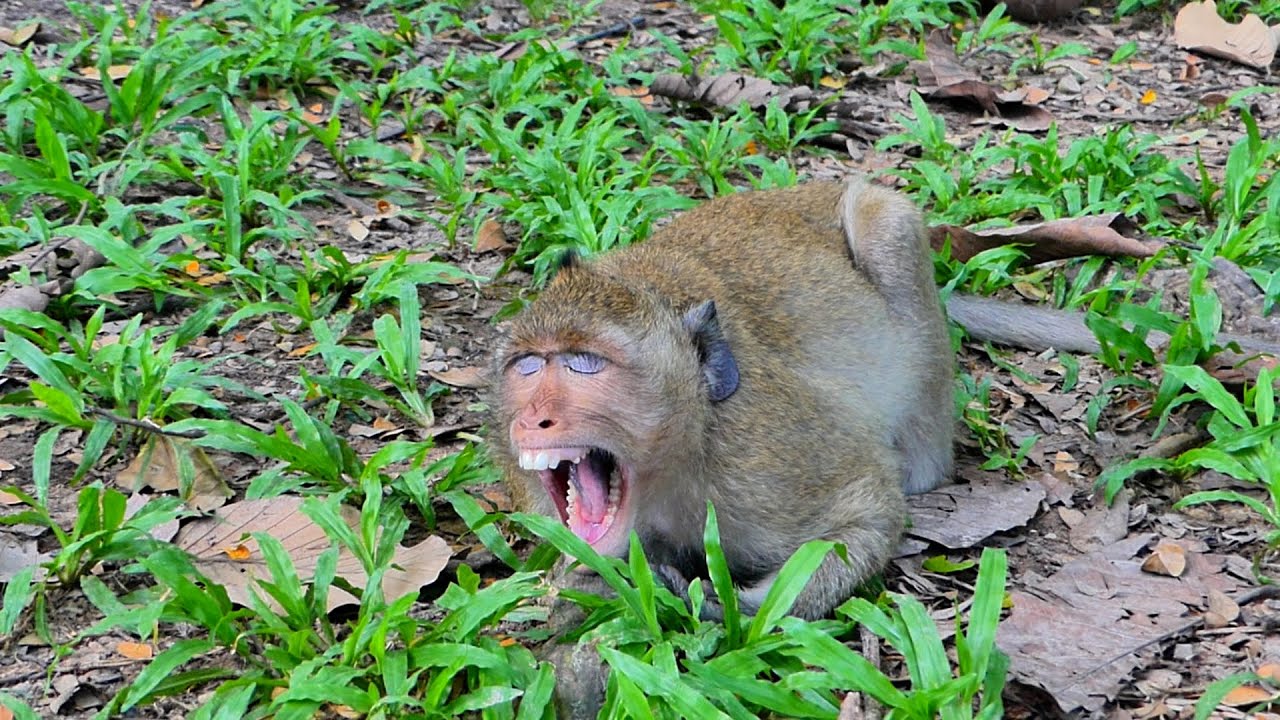 Real action monkey try to give a birth - YouTube