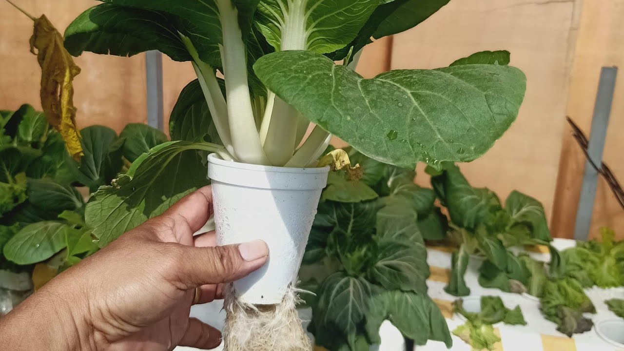 Simpleng Gulayan kahit sa maliit na paso sa aming Tahanan. - YouTube