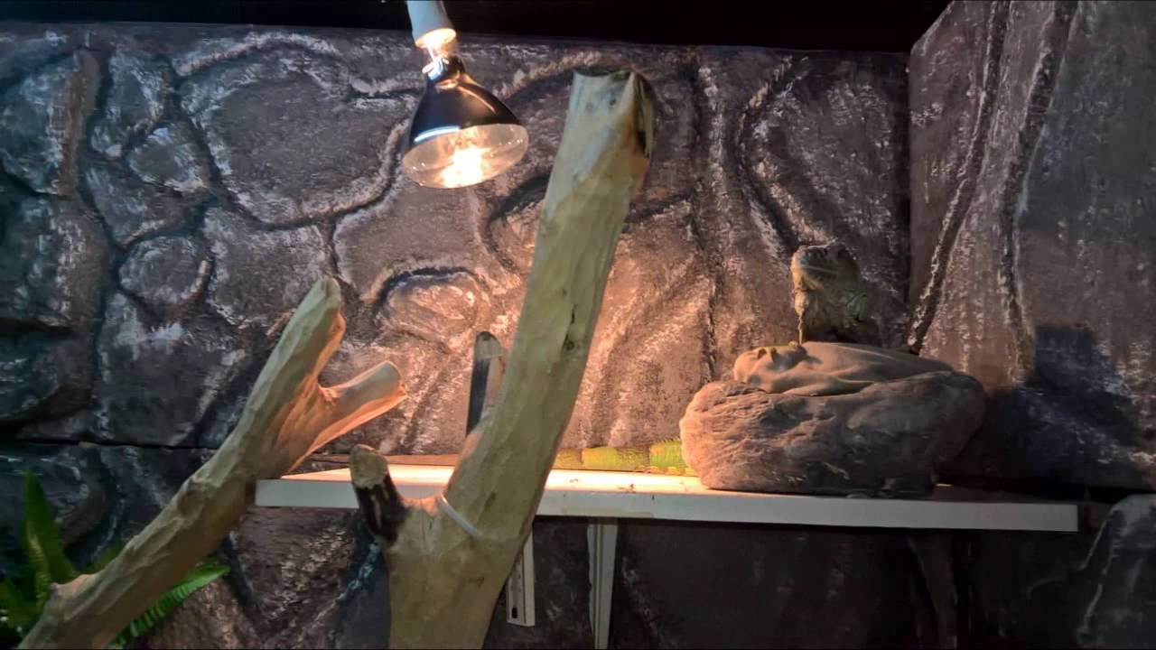 DRAGONZ DEN - YouTube