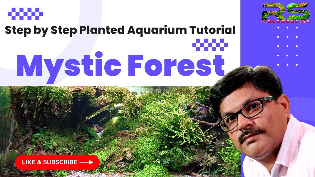Mystic Forest | Planted Aquarium Setup | Planted Aquarium Tips & Tricks ...