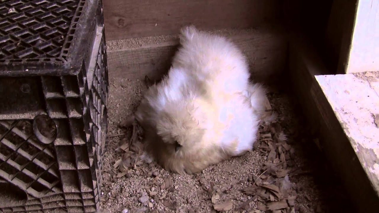 Silkie Chickens Update - 3 Broody Hens - YouTube