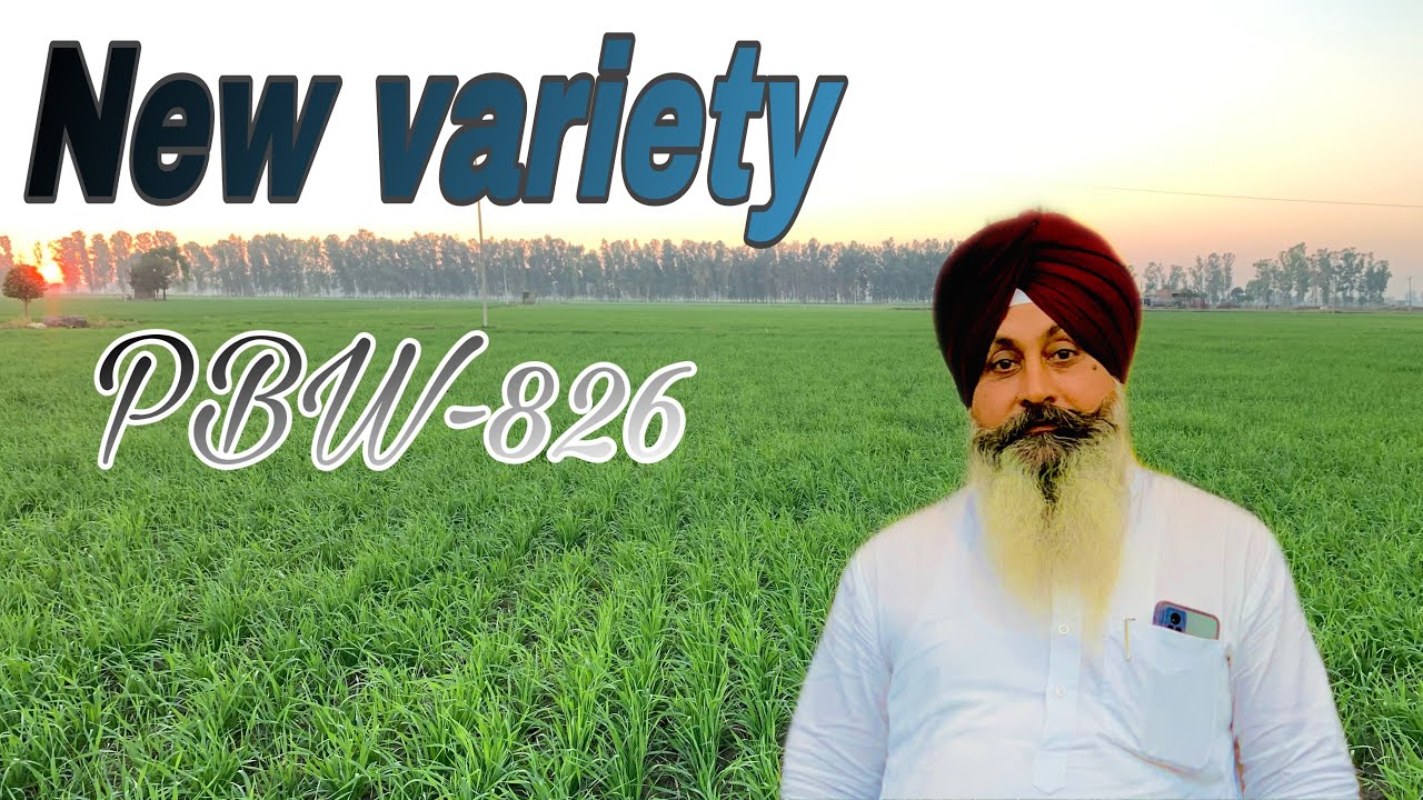 PBW-826 new variety of wheat - YouTube