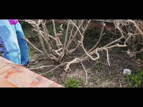 How To Remove Large Shrubs From Yard With Tractor