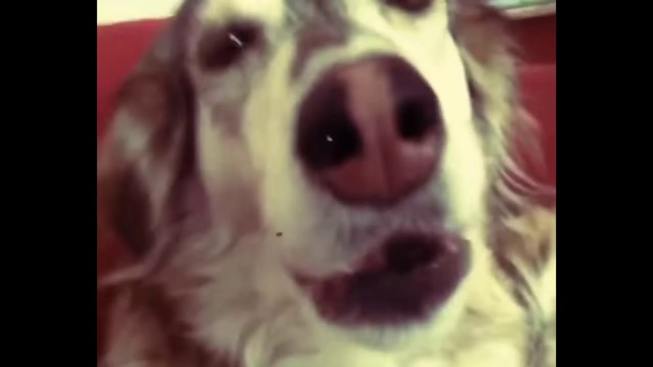 Autotune Dog - YouTube