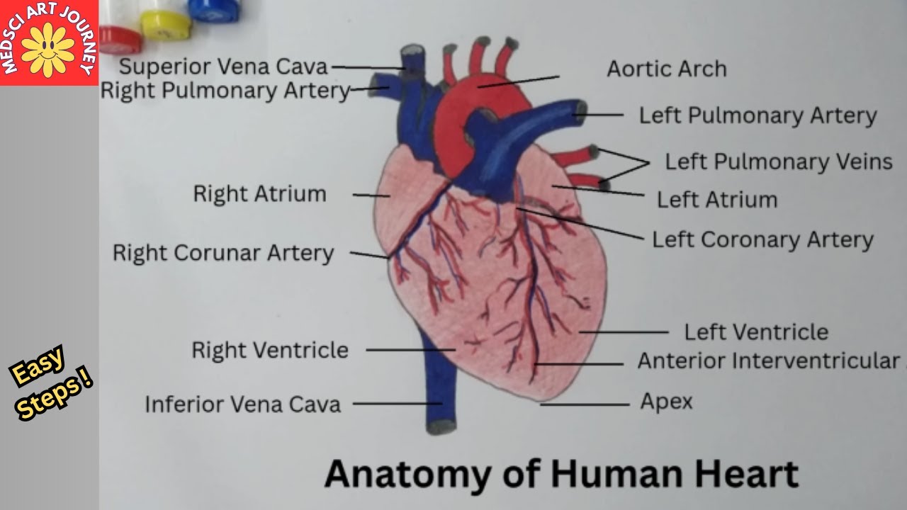 How to Sketch Human Heart/ Anatomy Drawing/Labeled diagram For Students ...