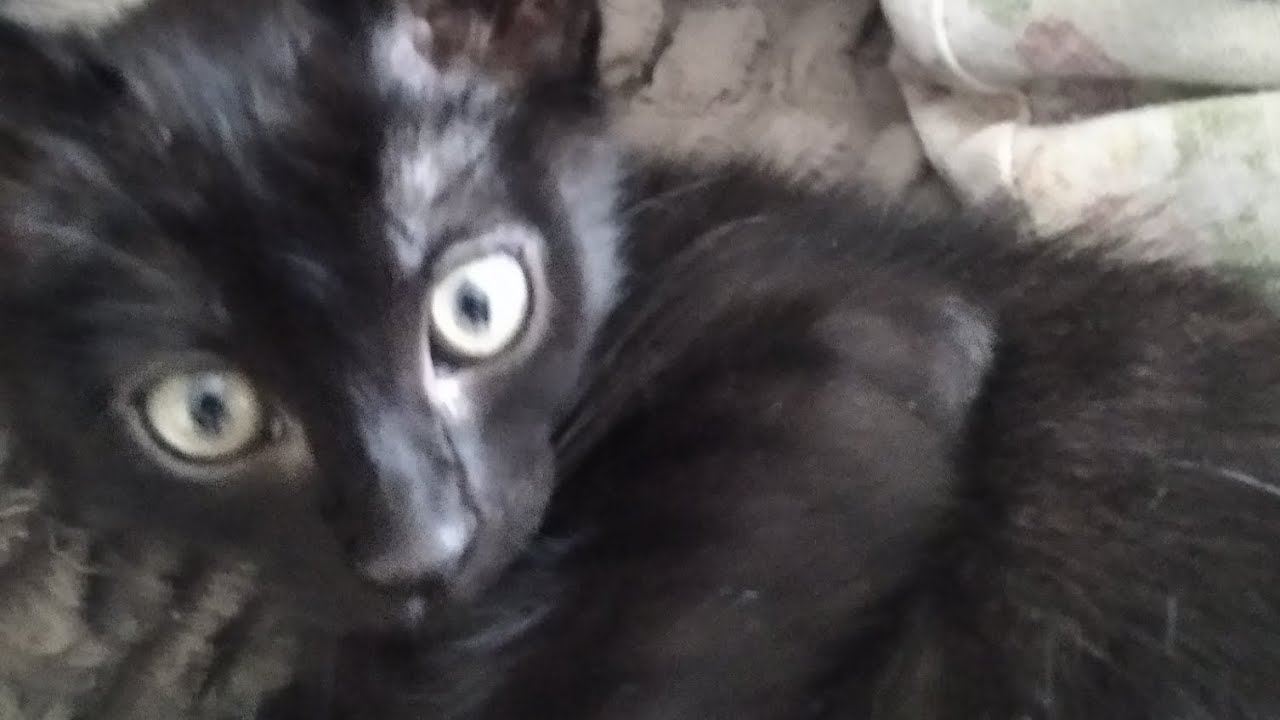 i just noticed (kitty thumbnail) (REAL) - YouTube