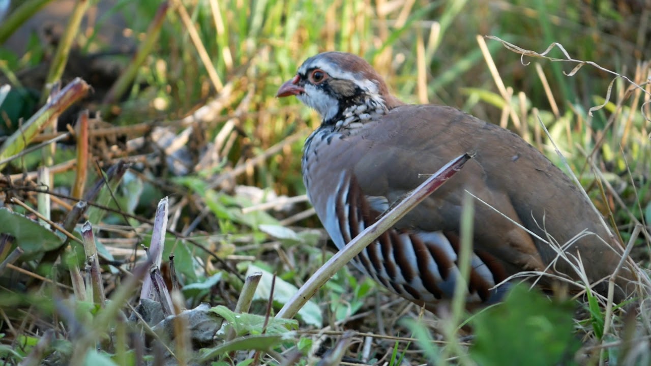 Perdrix rouge (Alectoris rufa) - YouTube