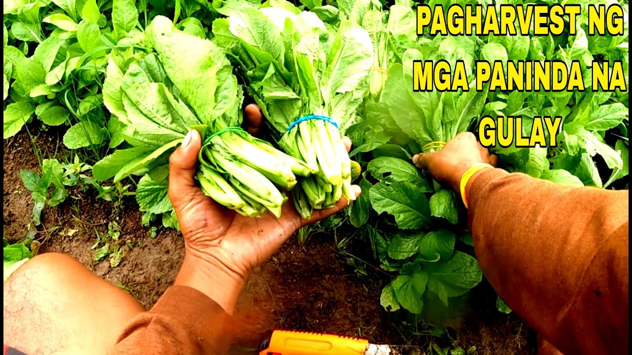 HARVEST NG MGA PANINDA NA GULAY - YouTube