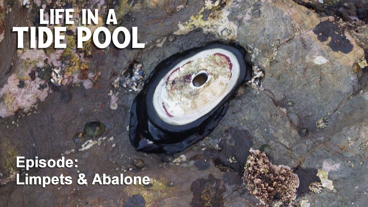 Limpets and Abalone Trailer - YouTube