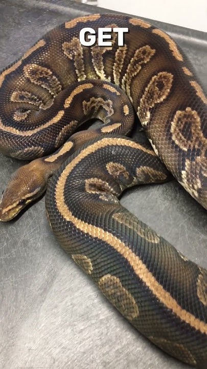 Green Iridescent Ball Python #shorts - YouTube