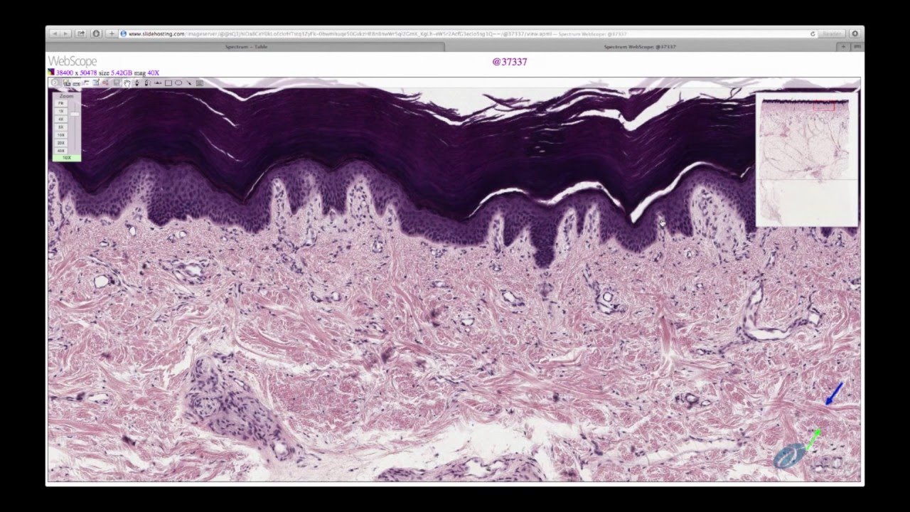 Histology Helper - Connective Tissue Histology - YouTube