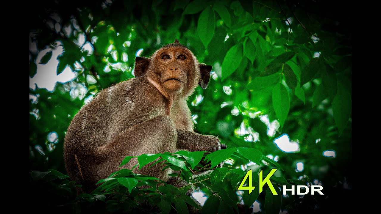 The life of happy monkeys 4K HDR - YouTube