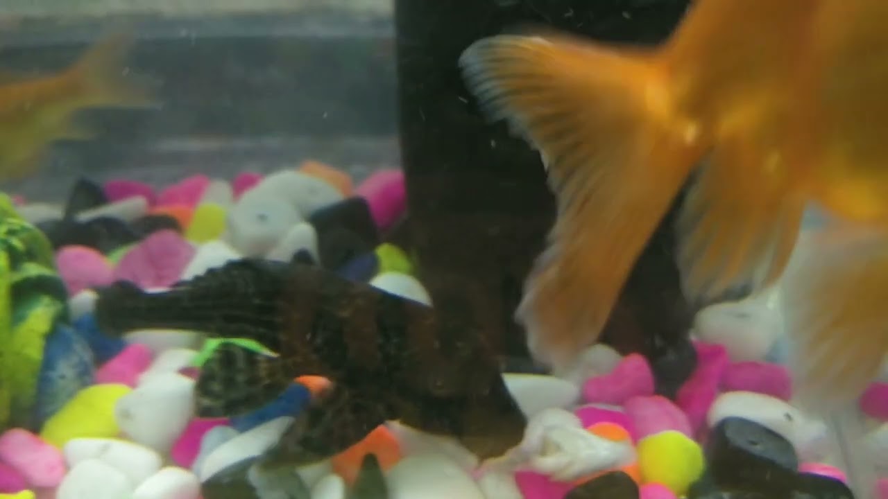 Janitor Fish Eating Dead Gold Fish - YouTube