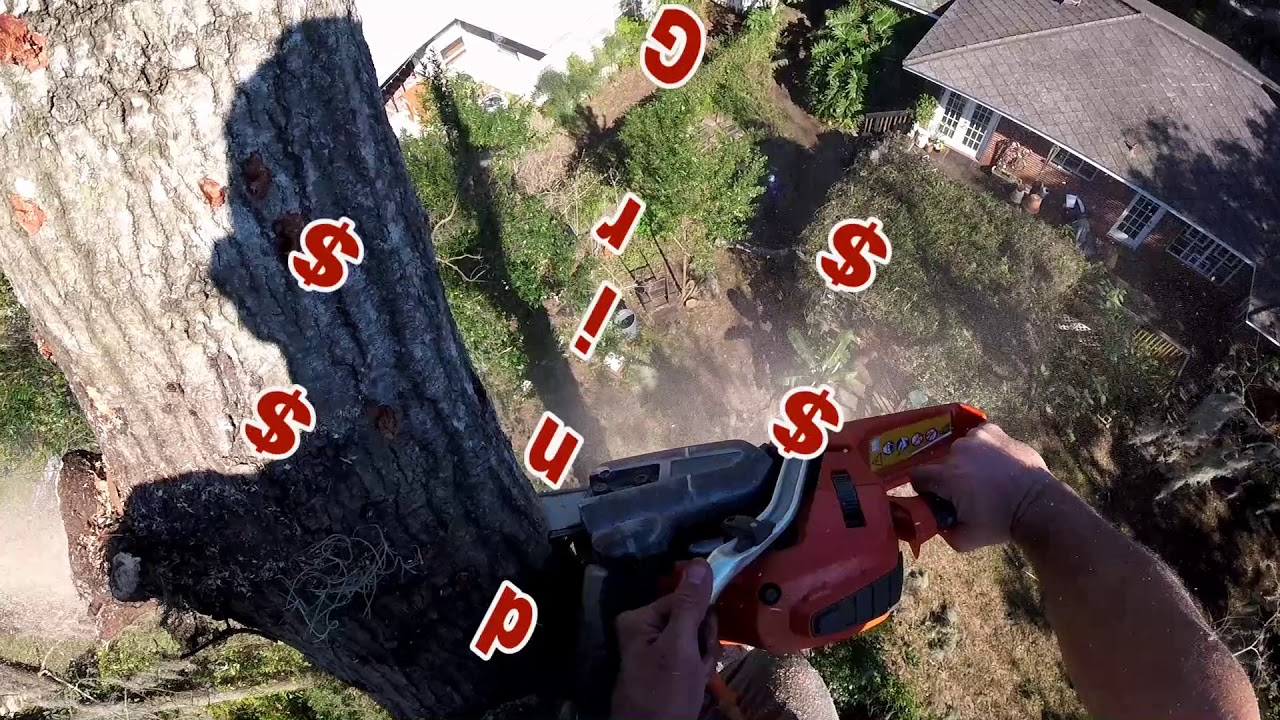 Coy's tree montage - YouTube