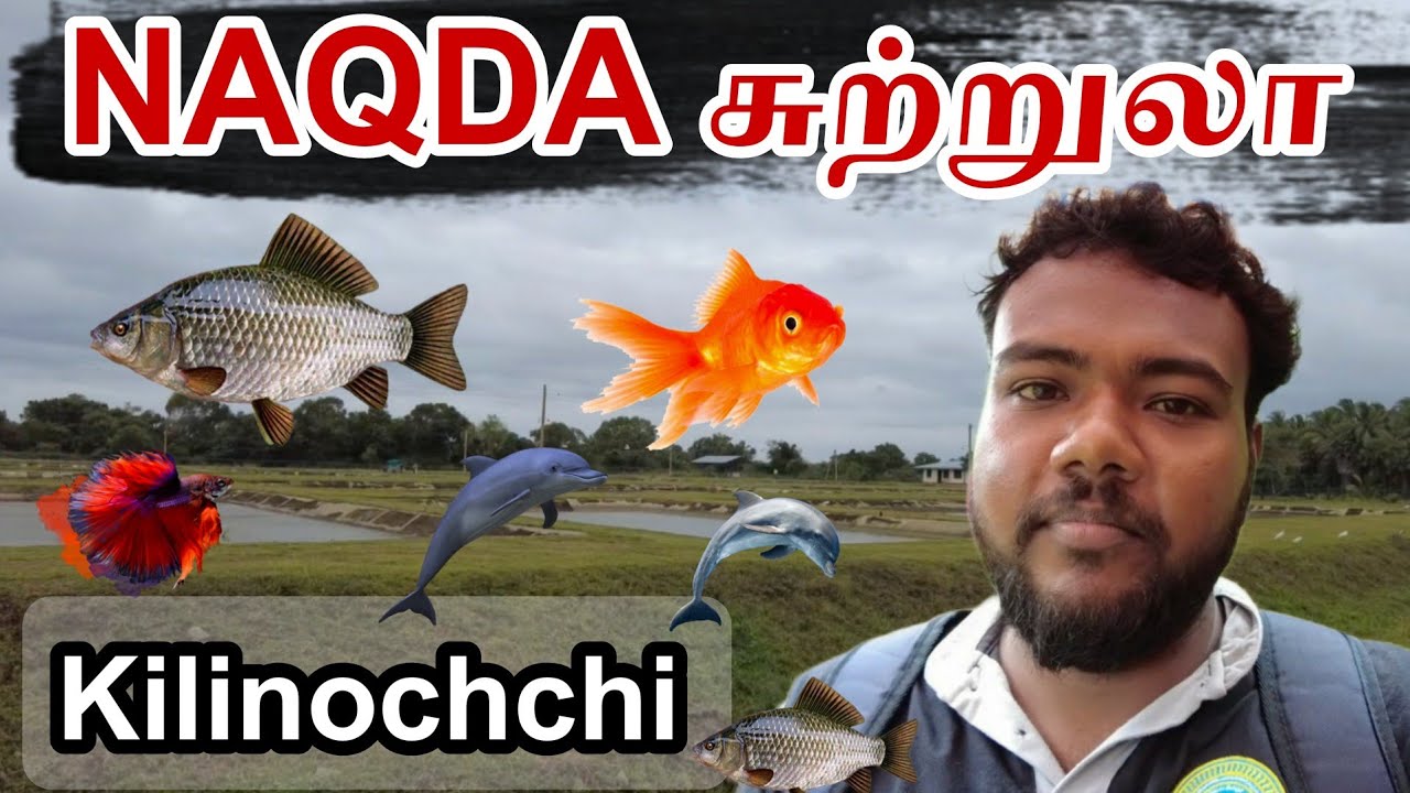 🔴NAQDA சுற்றுலா🐬 | 🌳Kilinochchi🌾 | Srilanka🇱🇰 - YouTube
