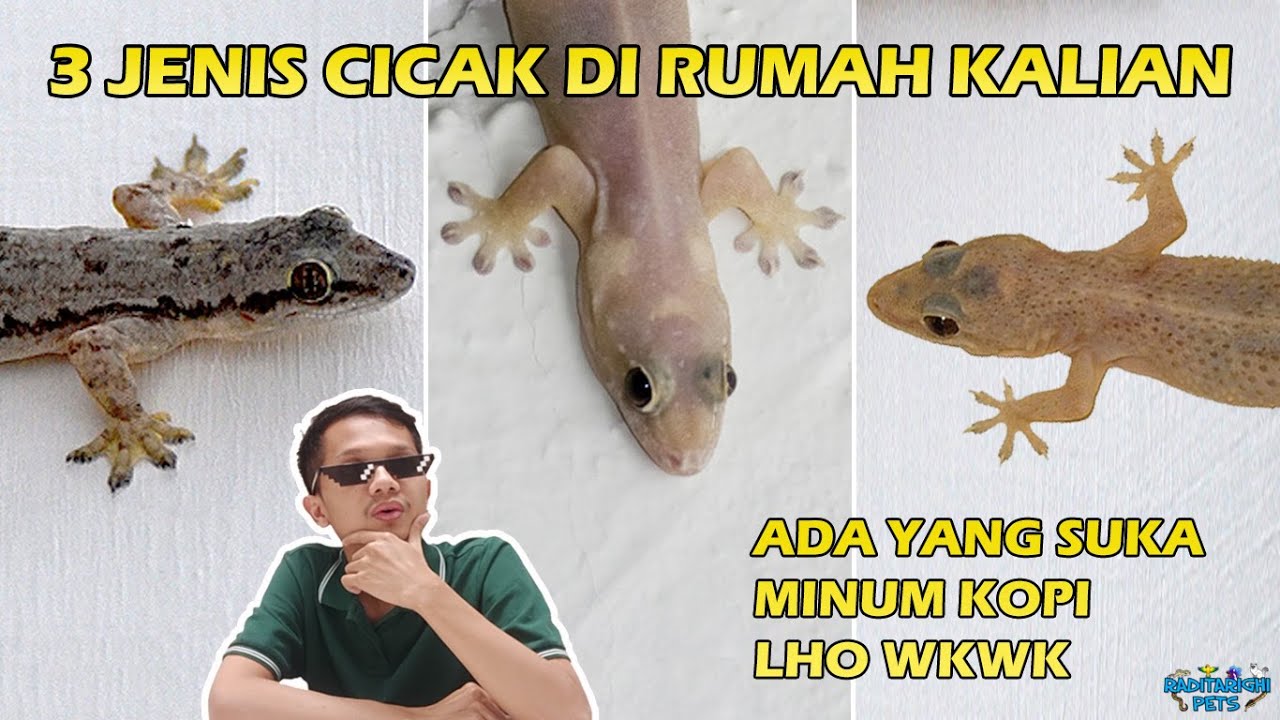 Ternyata Ada 3 Jenis Cicak (House Gecko) di Rumah Kita! Ini ...