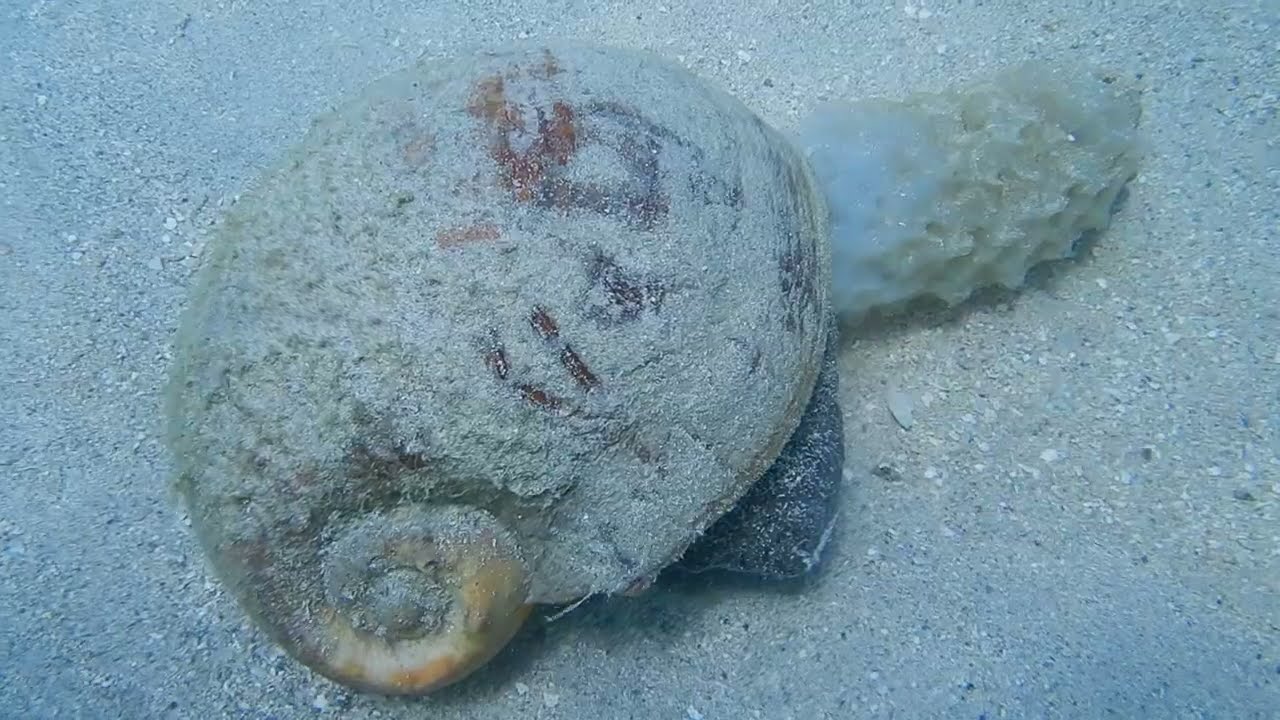 Baler Shell with egg case!! - YouTube