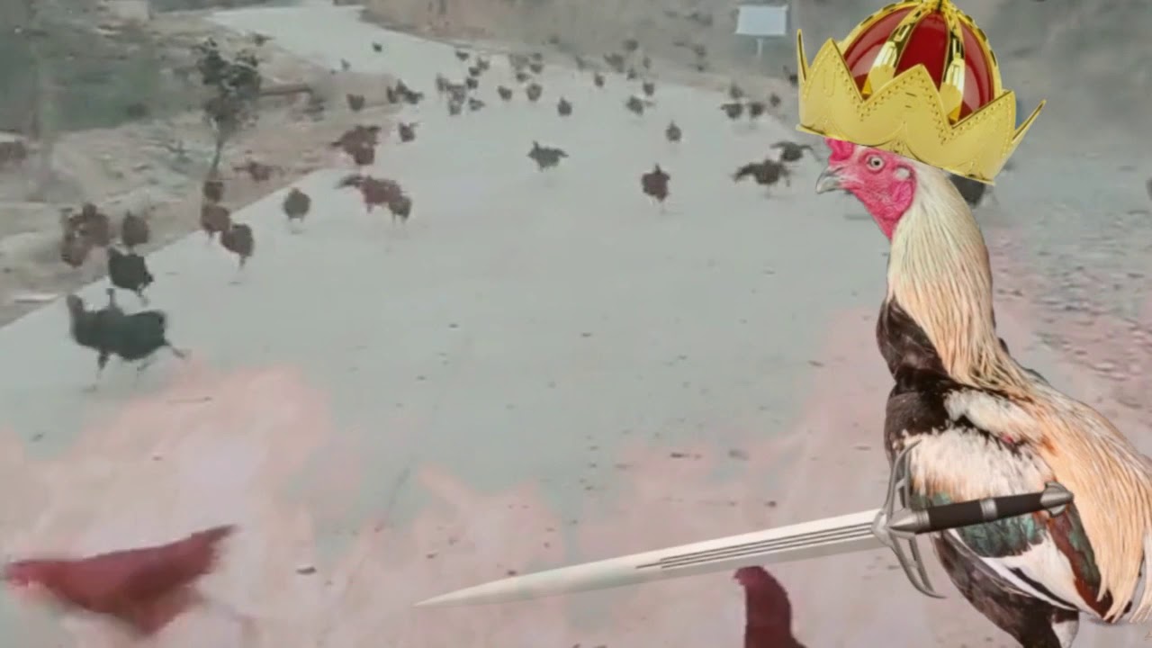 Chicken war - YouTube