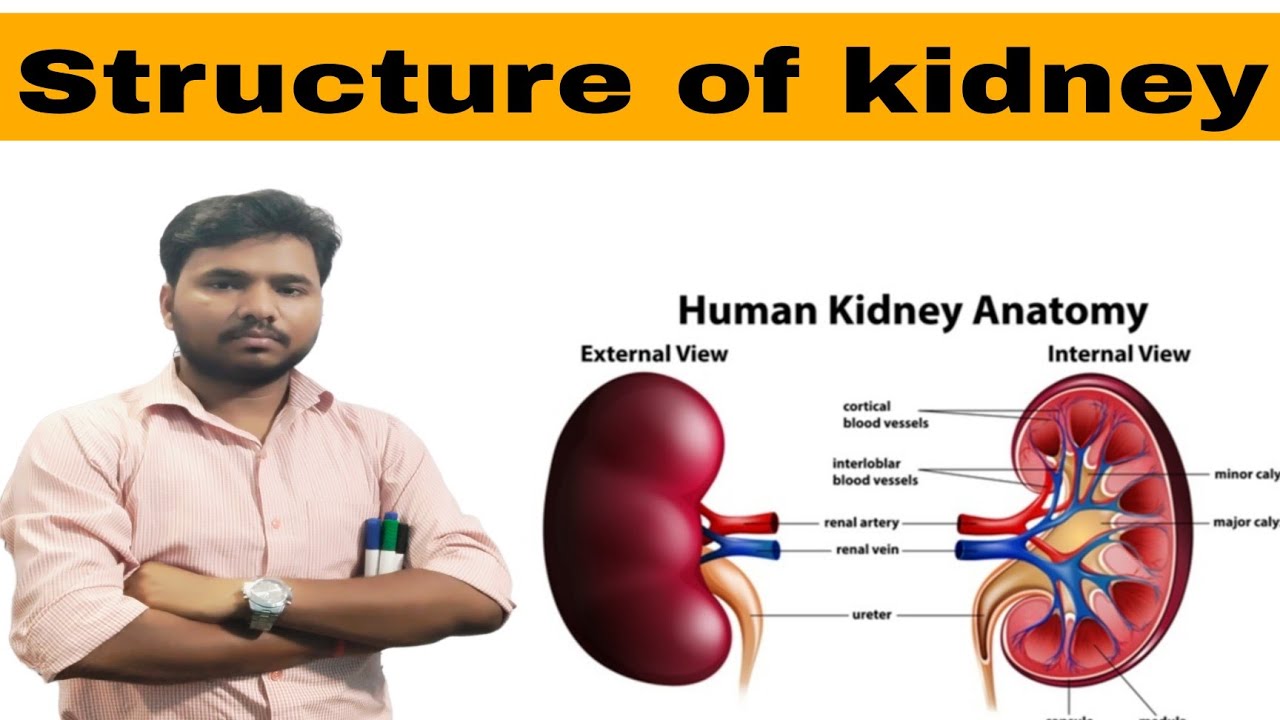 Structure of kidney|| Structure of kidney Anatomy of the Kidney || By ...