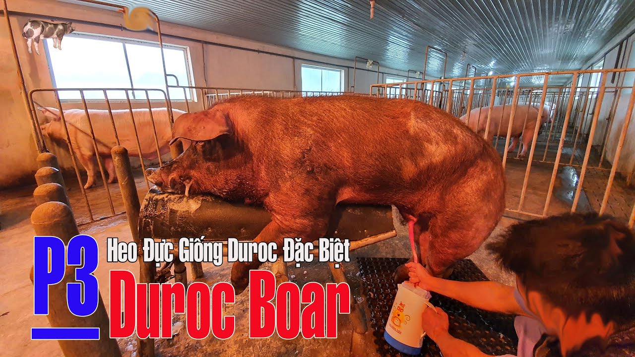 Heo Đực Giống Duroc Khai Thác tại Trang trại heo giống | Heo VN #3 ...