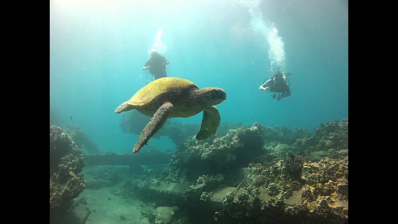 Mala Ramp - Maui, Hawaii. Feb 2014. Sea Turtle! - YouTube