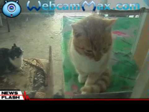 Mita  proasta  funny video cats  de ris  prikol = pricol.mpg