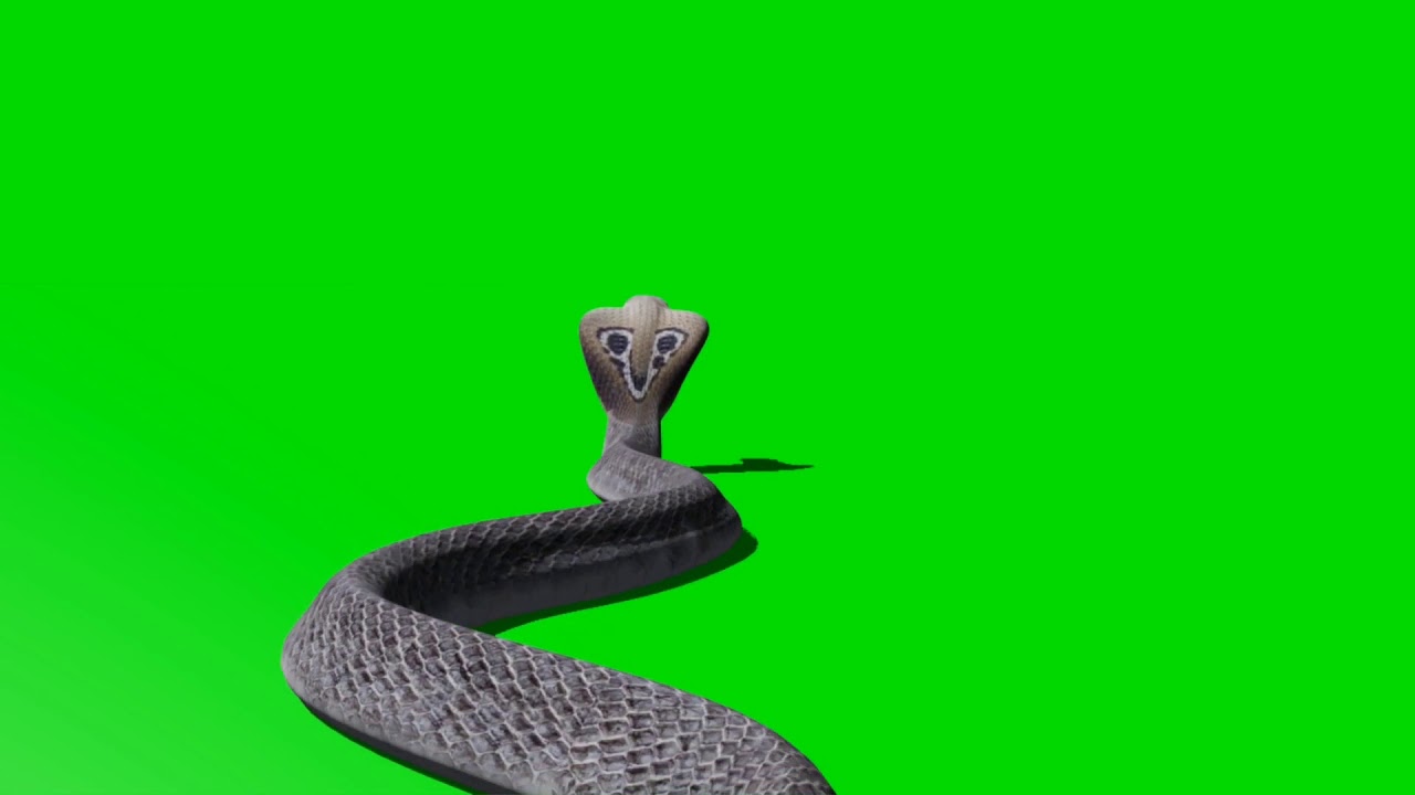 Snake green screen footage royalty free no copyright video - YouTube