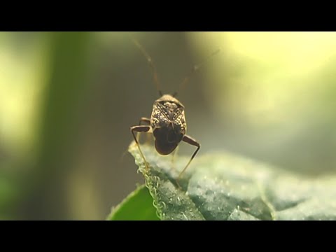 Understanding Mirid Bugs: Identification, Life Cycle, and Impact on Plants – The True Bug Guide