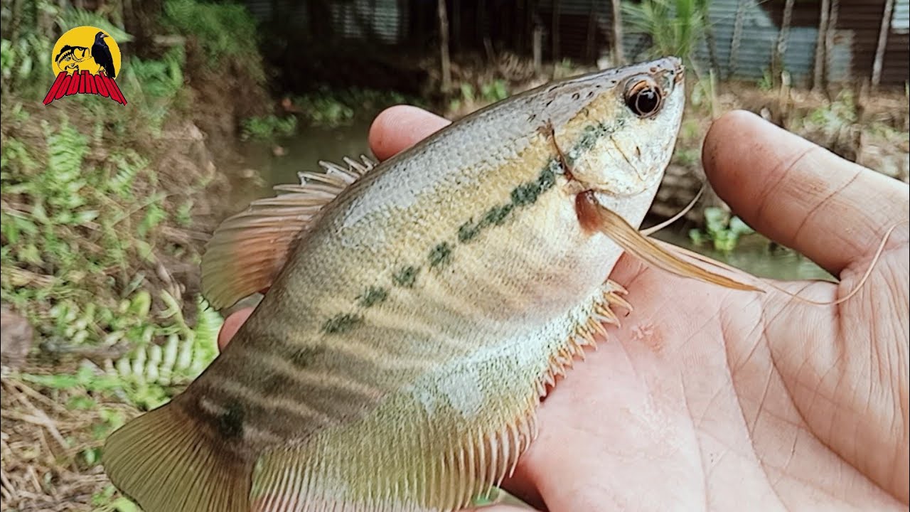 Umpan Terbaik Untuk Mancing Sepat Siam, Strike nya Bikin Tangan Pegel,.. - YouTube