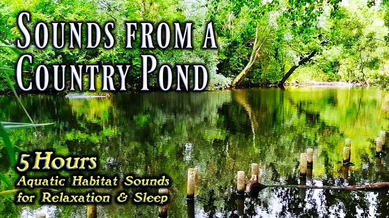 Nature Sounds from a Country Pond | Woodland Water Bird Calls ...