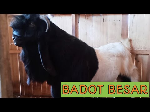 Embe BADOT besar - YouTube