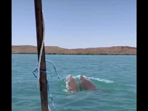 TpB Pilbara Dugong hunting Christmas meat sesh 🚳