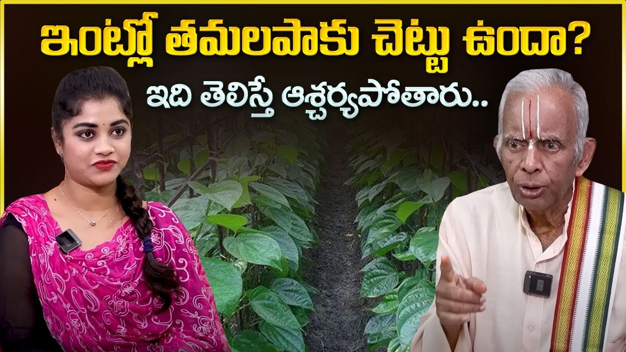 TKV Raghavan : Benefits Of Betel Leaf Tree || Tamalapaku Chettu ...