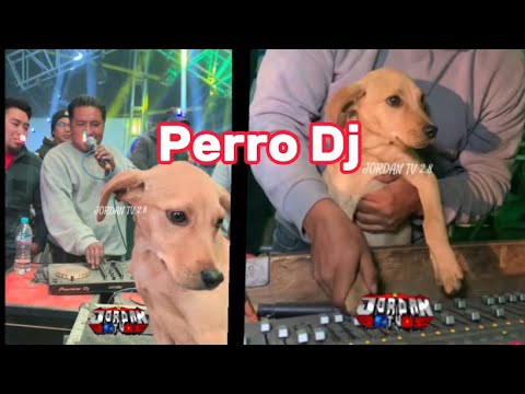 👀 El Perro Dj si existe 2024 @JordanTv2.8 las cámaras viajeras - YouTube