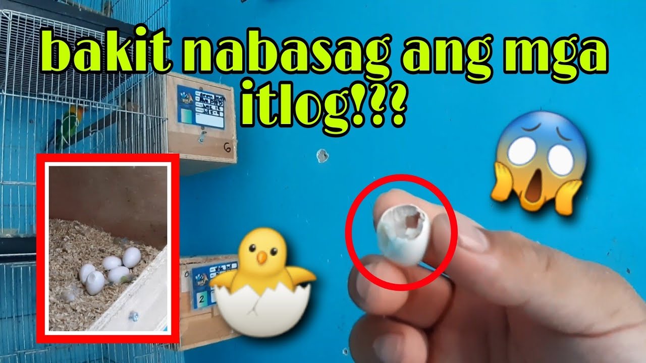 bakit nabasag ang mga itlog???(vlog #073) - YouTube